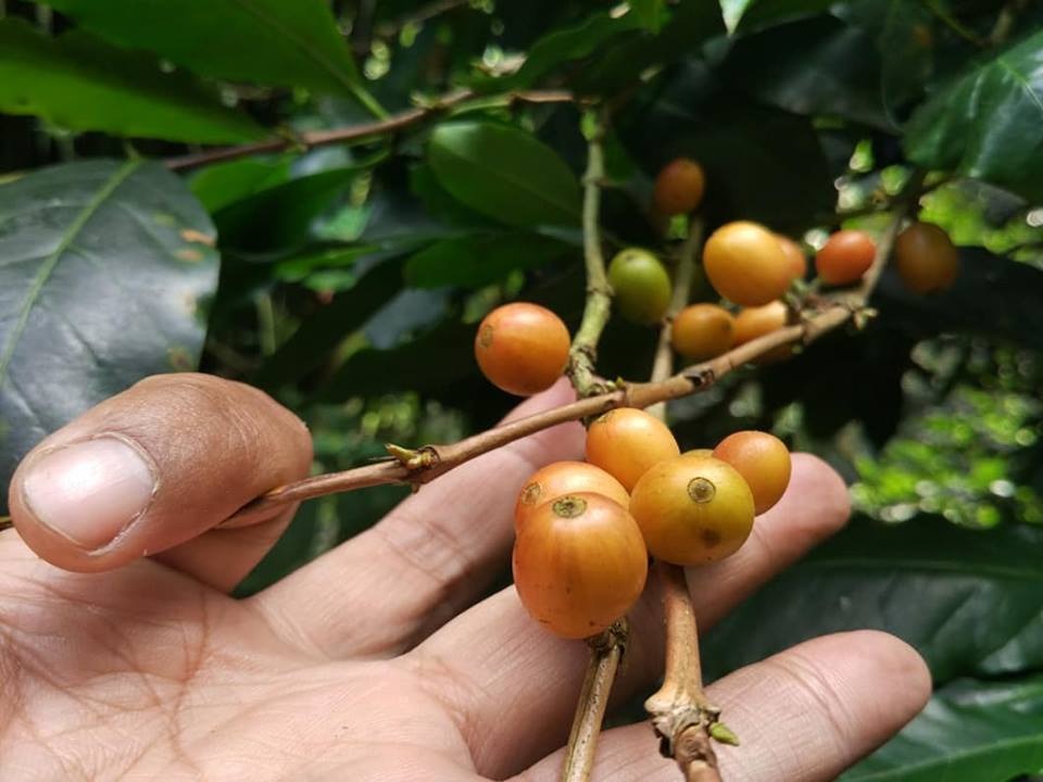 Kopi Merah dan Kopi Kuning Lereng Panderman - DESA PESANGGRAHAN