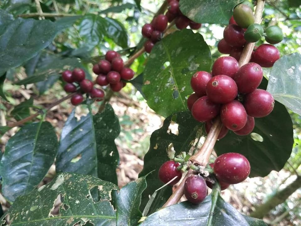 Kopi Merah dan Kopi Kuning Lereng Panderman - DESA PESANGGRAHAN