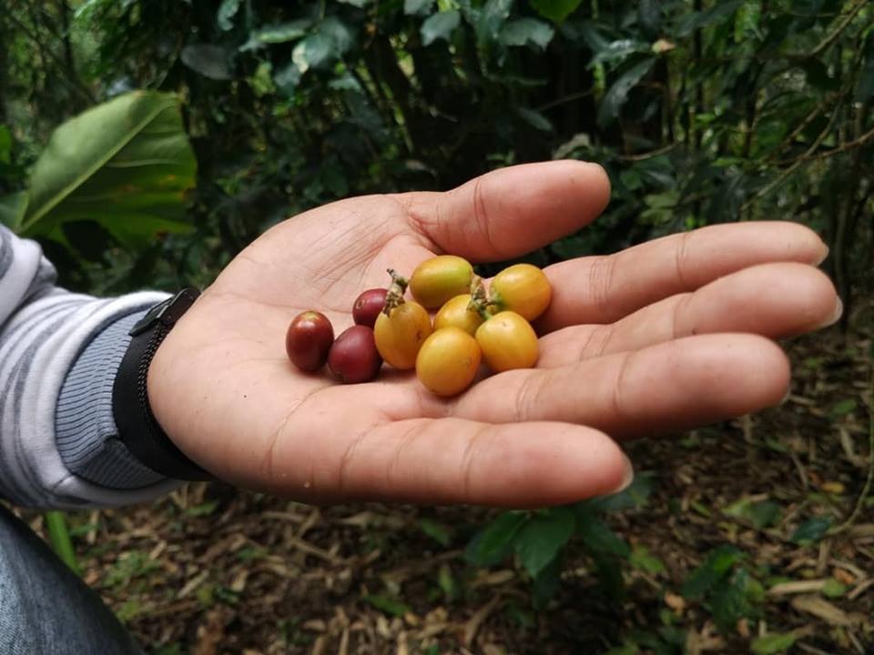 Kopi Merah dan Kopi Kuning Lereng Panderman - DESA PESANGGRAHAN